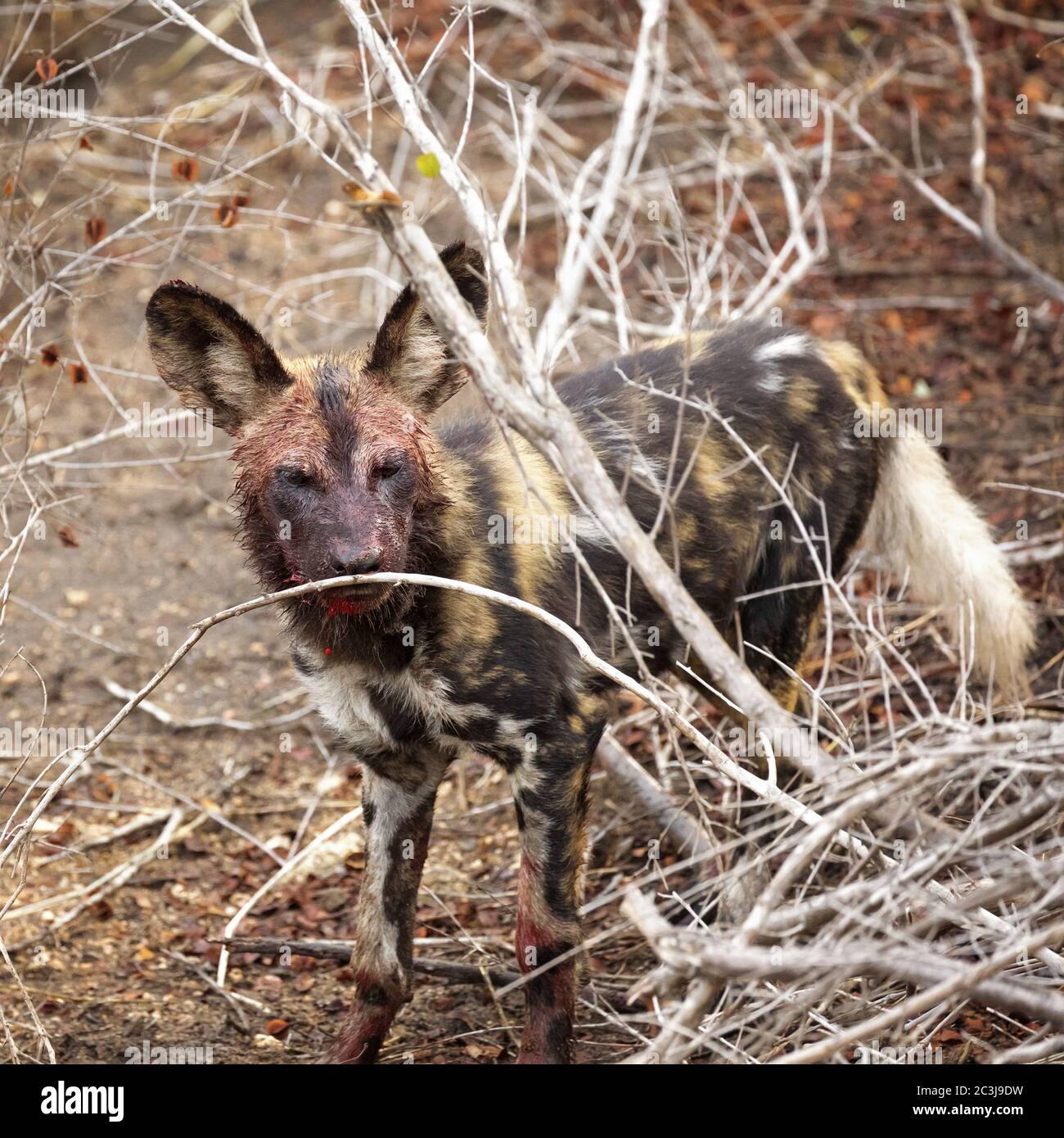 Lycaon pictus blood hi-res stock photography and images - Alamy
