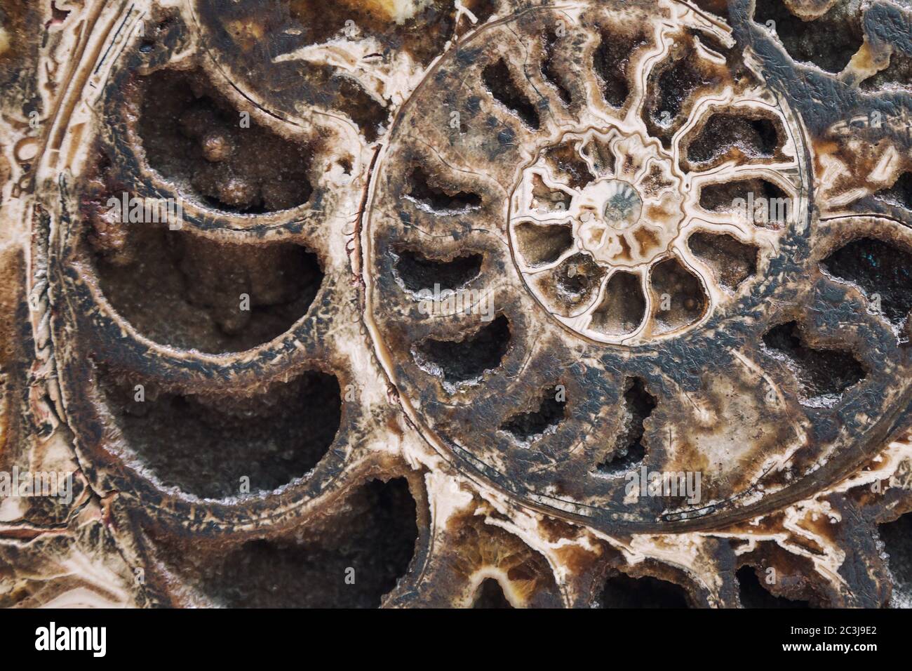 Closeup of an ancient ammonite fossil in cross section. This fossilized ...