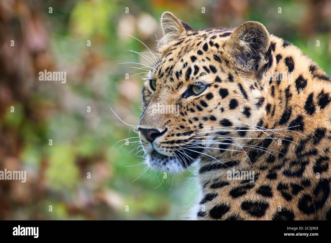 Young adult Amur Leopard. A species of leopard indigenous to ...