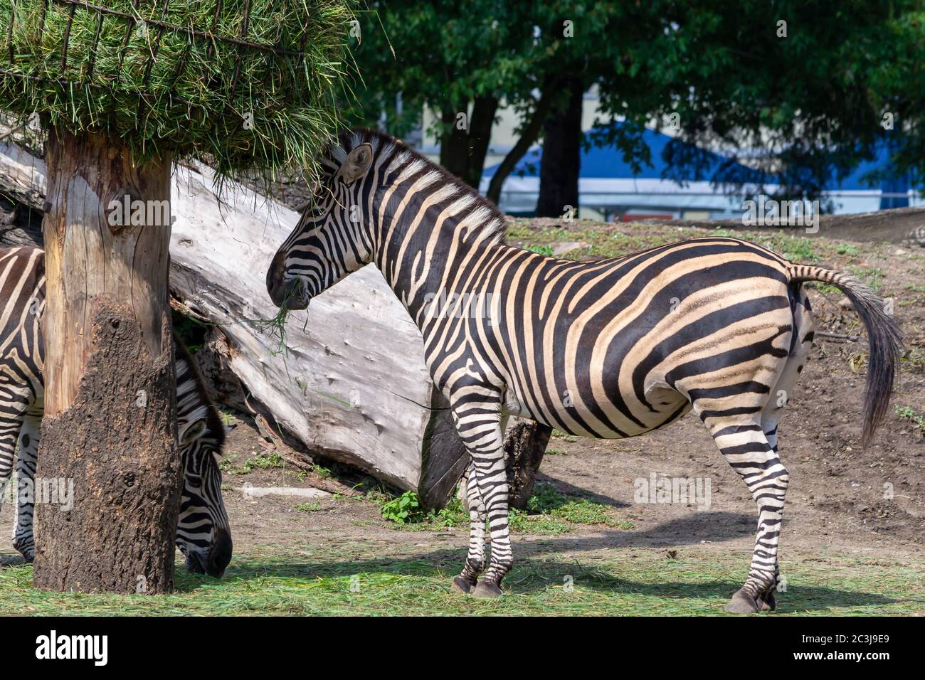 Zebra mammal from the equine family Stock Photo - Alamy