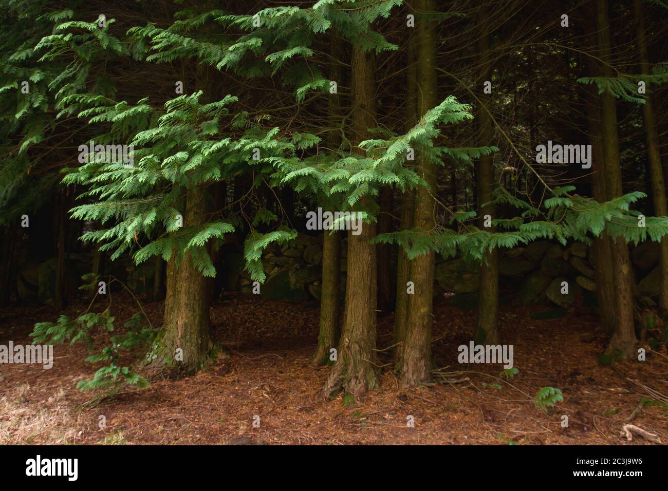 Conifer woods hi-res stock photography and images - Alamy