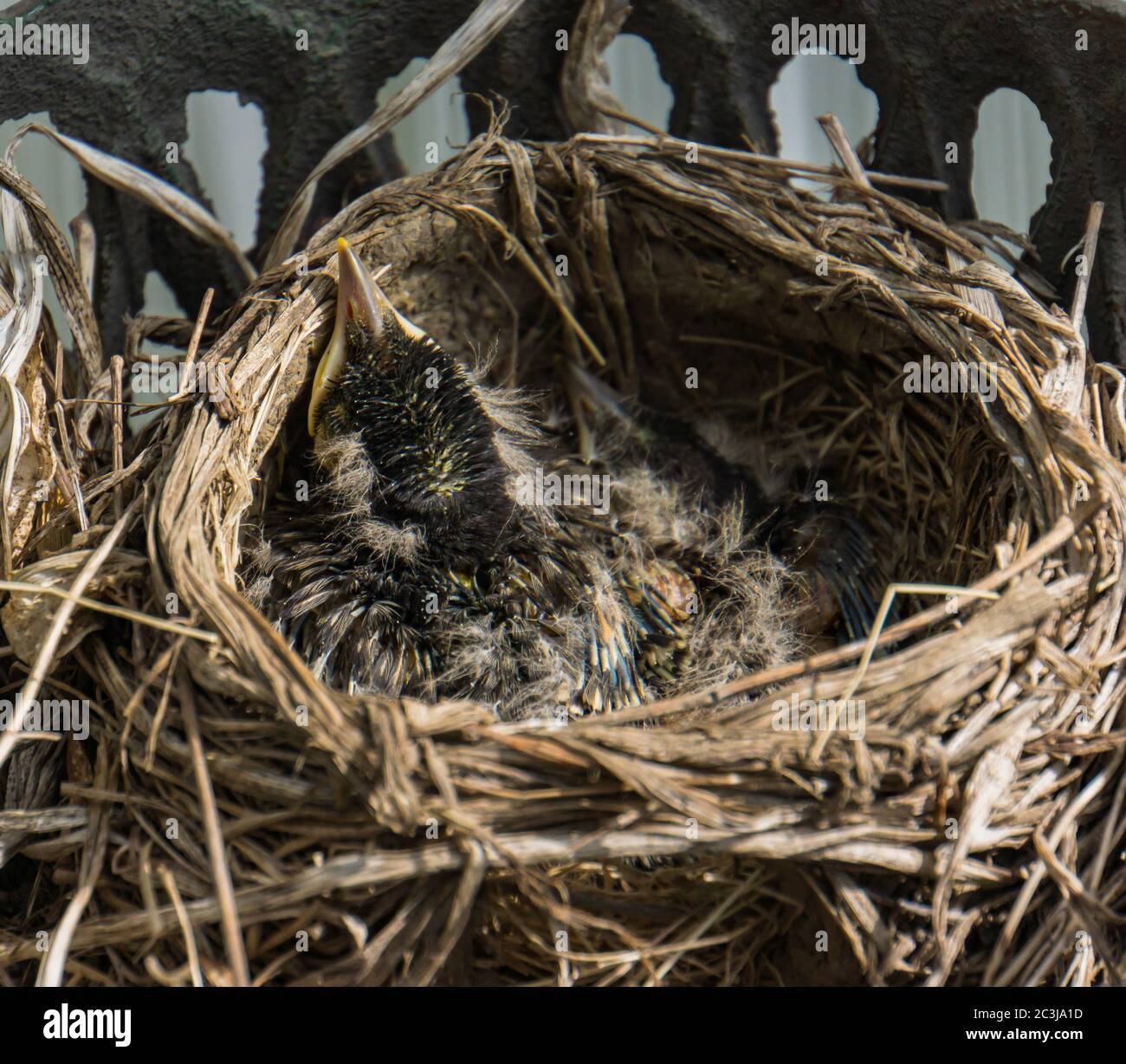 baby Robin peeks out of a nest Stock Photo - Alamy
