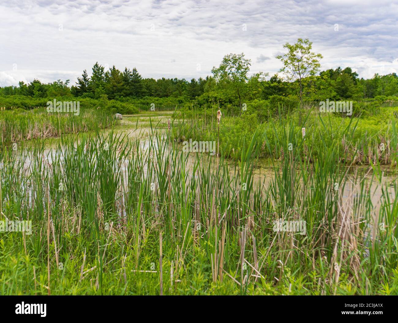 Wetland swamp water grass hi-res stock photography and images - Alamy