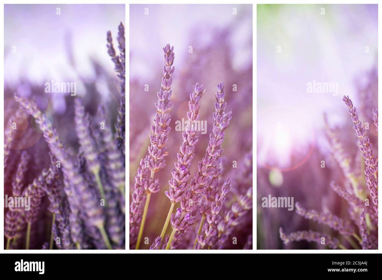 Fresh lavender in the sunshine. Selective focus and intentional lens ...
