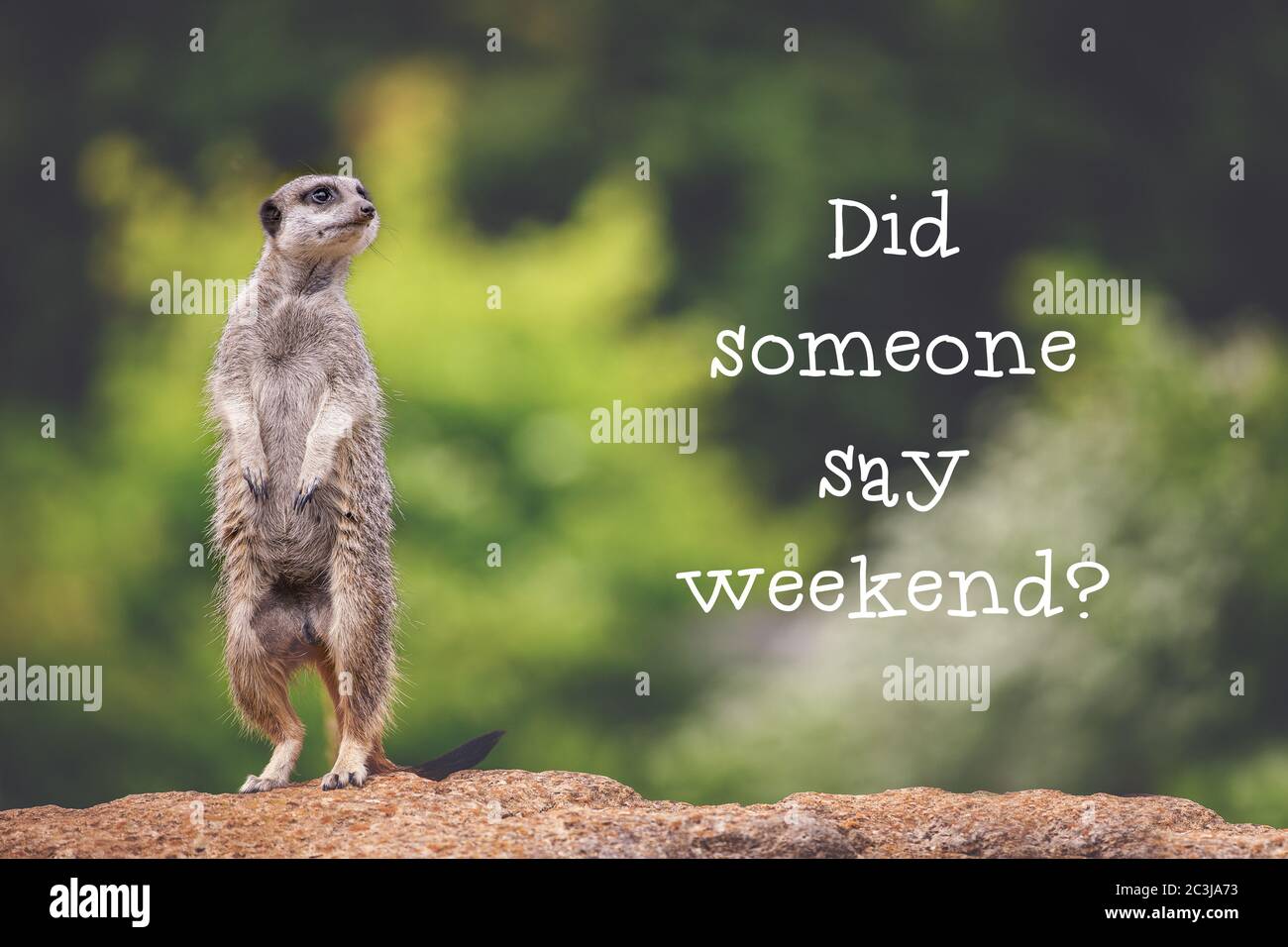 Cute meerkat standing upright on rock, asking the question Did someone ...