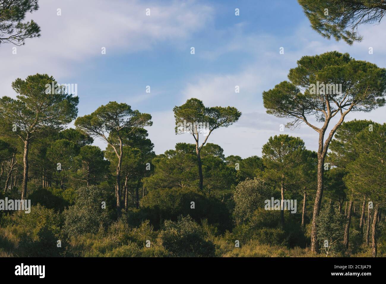 Mediterranean evergreen forest hi-res stock photography and images - Alamy