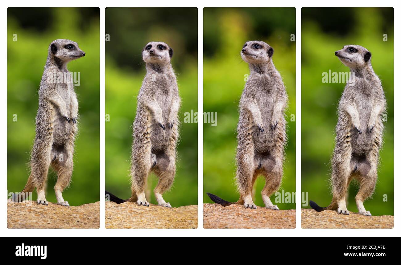 A collage of meerkats, standing on their hind legs and all looking in ...