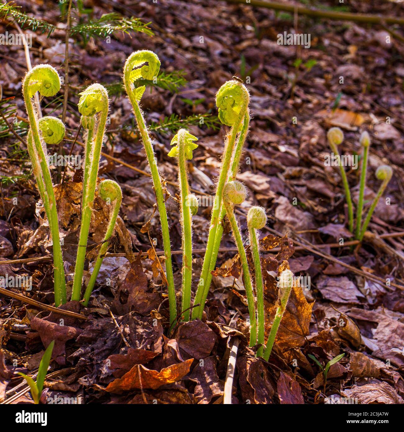 Fiddleheads, the furled fronds of new spring ferns: a culinary delicacy ...
