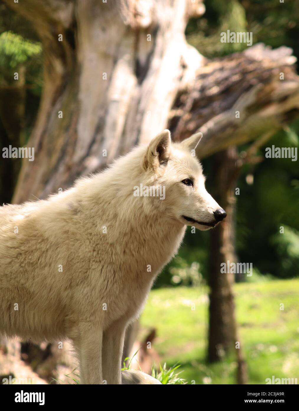 Arctic White Wolf Canis lupus arctos aka Polar Wolf Stock Photo - Alamy
