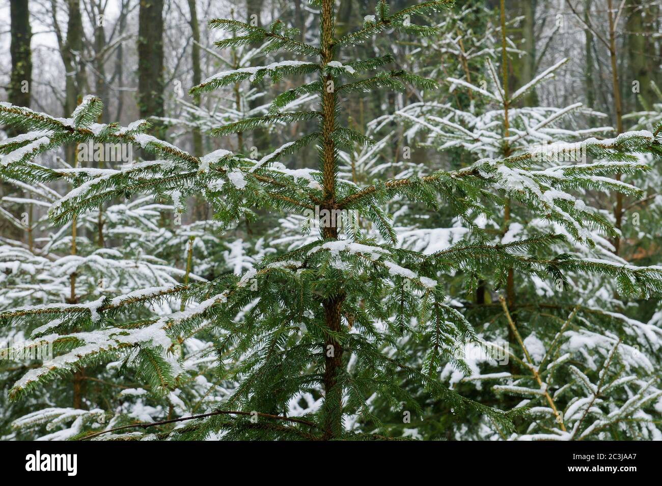Evergreen trees snow close up hi-res stock photography and images - Alamy