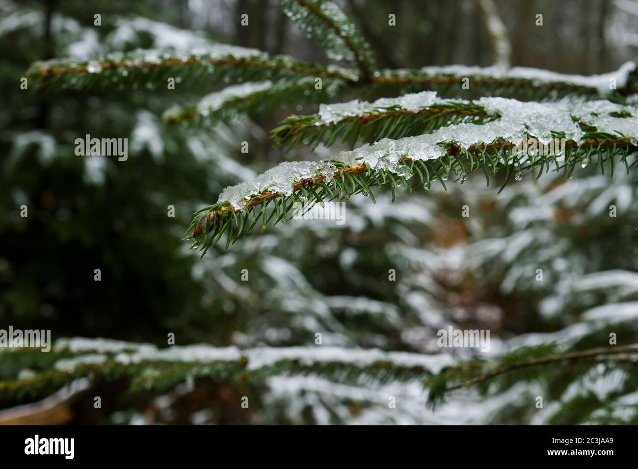 Frosted snow on conifers evergreen branches Stock Photo - Alamy
