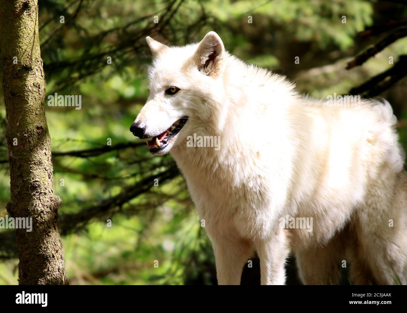 Arctic White Wolf Canis lupus arctos aka Polar Wolf Stock Photo - Alamy