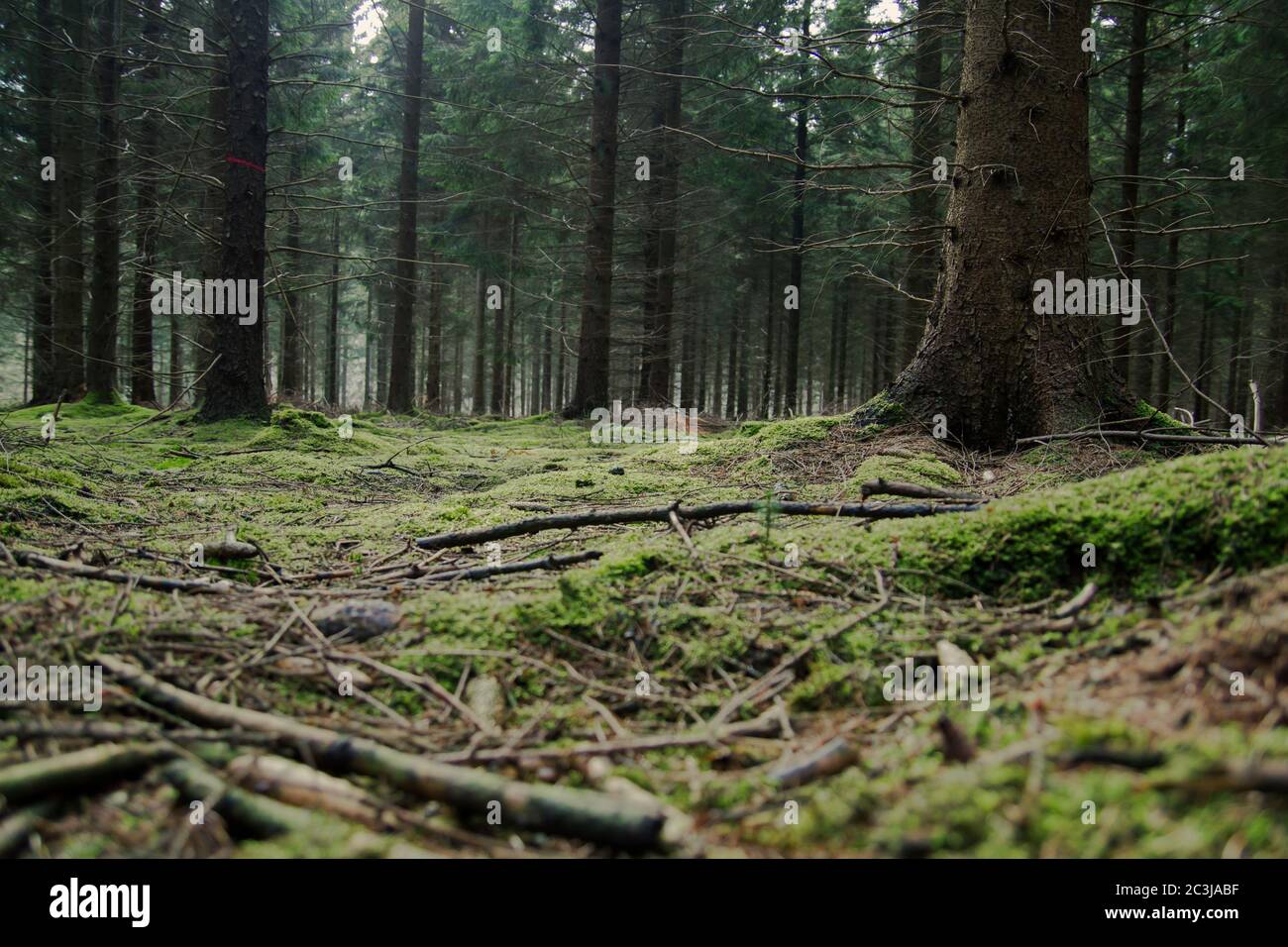 Green moosy forest landscape Stock Photo - Alamy
