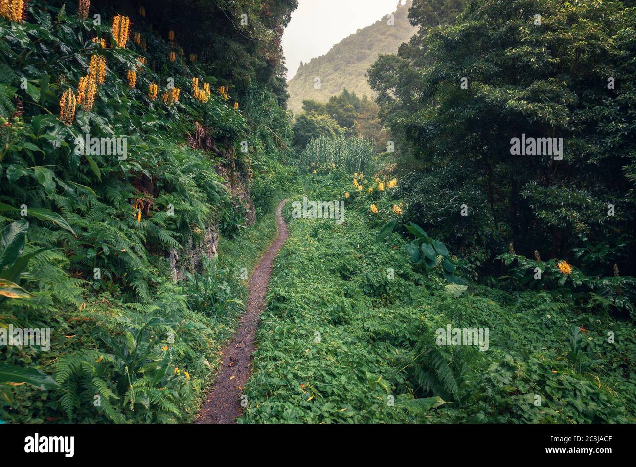 Azores forest hi-res stock photography and images - Alamy