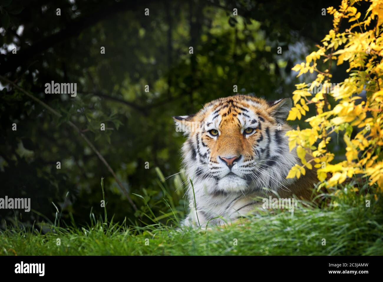 Tiger hiding grass hi-res stock photography and images - Alamy