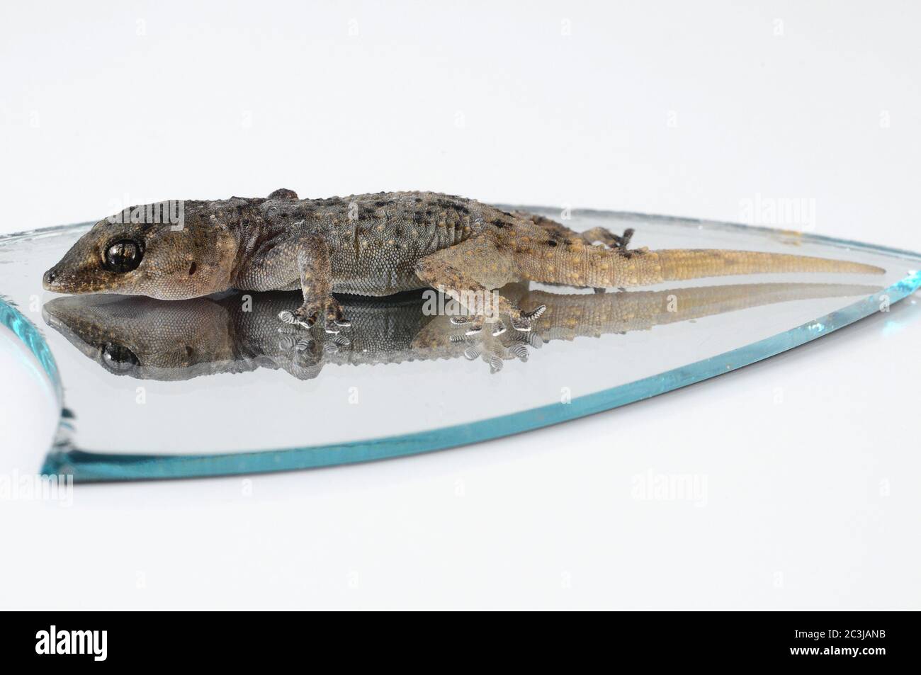 One Small Gecko Lizard and Mirror on a White Background Stock Photo - Alamy