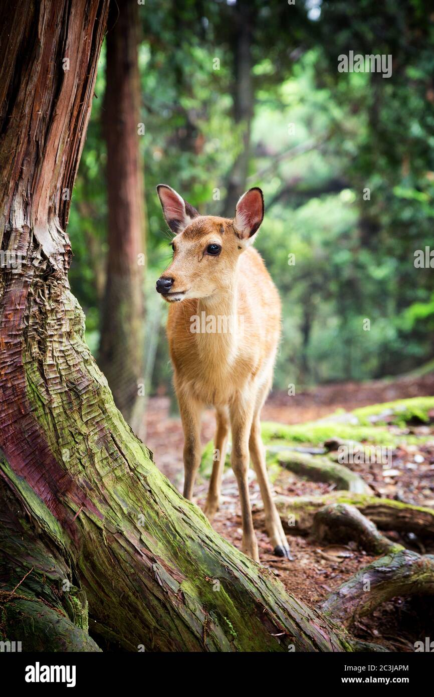 Sika deer female woodland hi-res stock photography and images - Alamy
