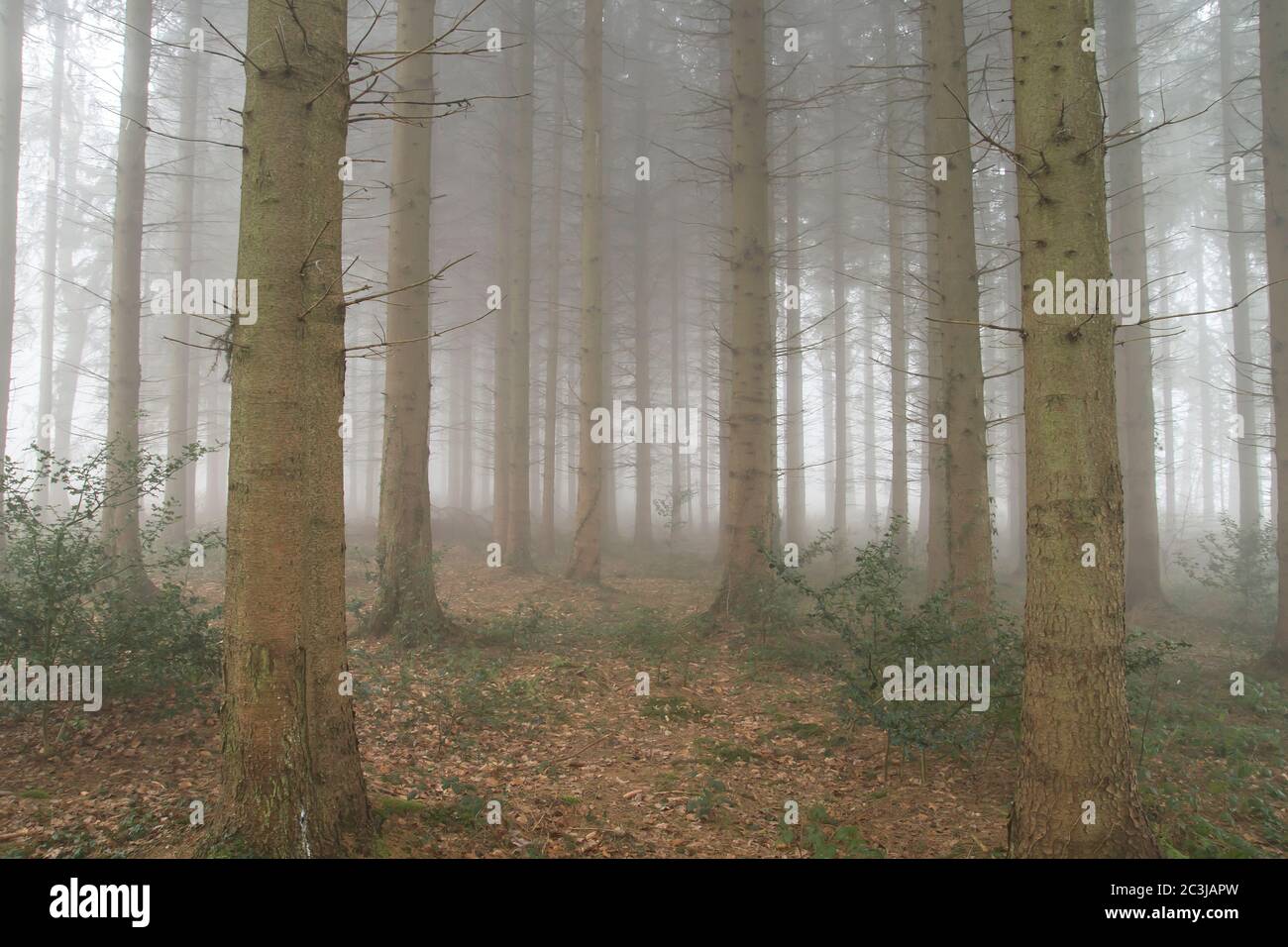 Misty forest evergreen trees hi-res stock photography and images - Alamy