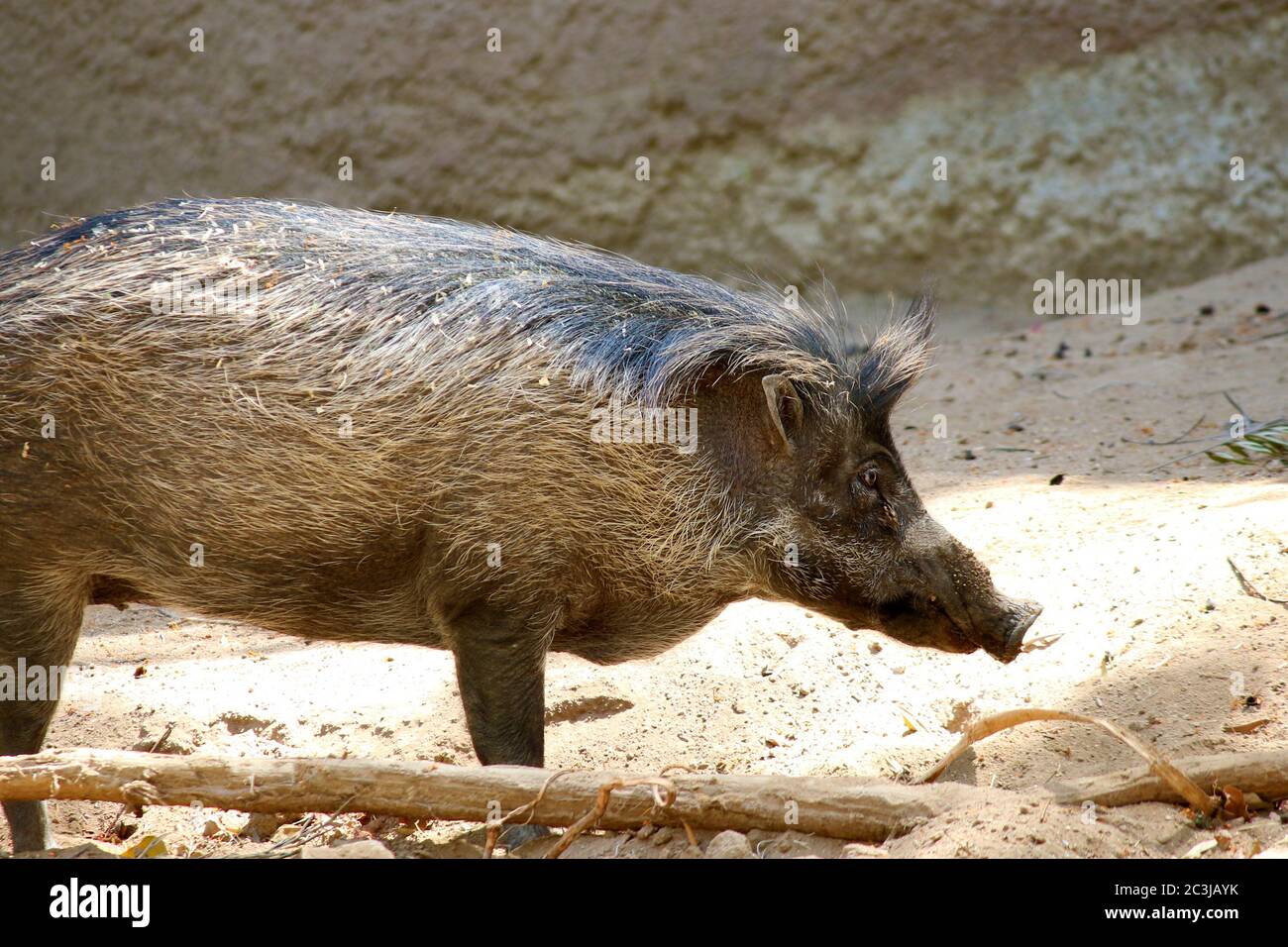 Wild Pig wild boar (Sus scrofa Stock Photo - Alamy
