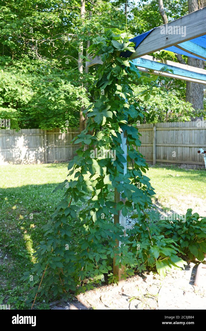 Growing on an arbor hi-res stock photography and images - Alamy