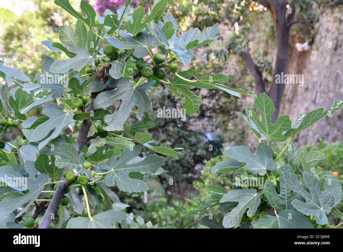 Figs, Positano, Amalfi Coast, Italy Stock Photo - Alamy
