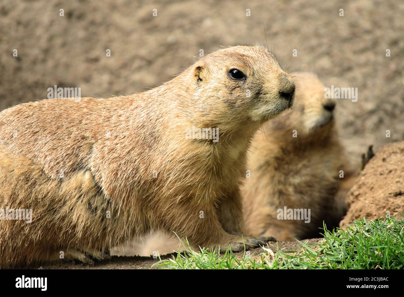 Black-tailed prairie dog Cynomys ludovicianus Stock Photo - Alamy