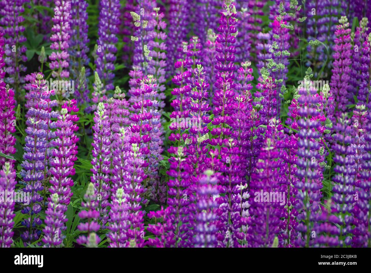 Pink blooming lupine in hi-res stock photography and images - Alamy