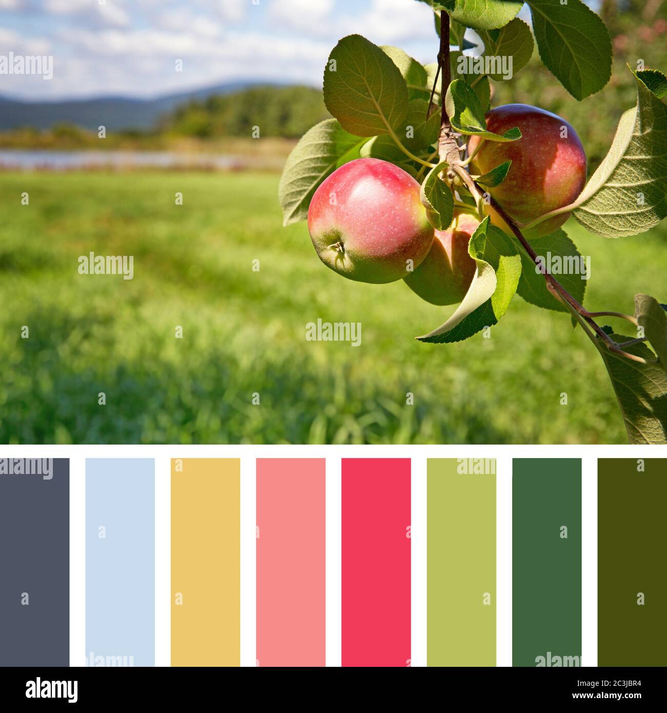 Ripe apples hanging from a tree in an orchard, in a colour palette ...