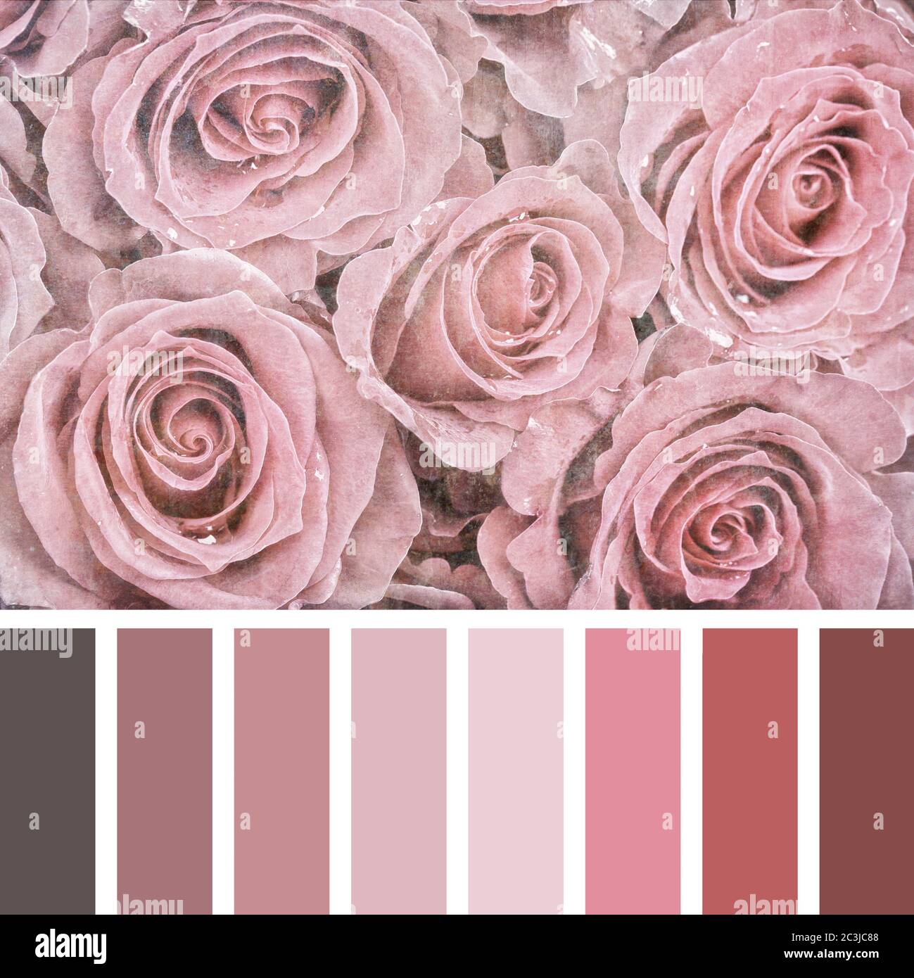 Pink Rose Color Swatch
