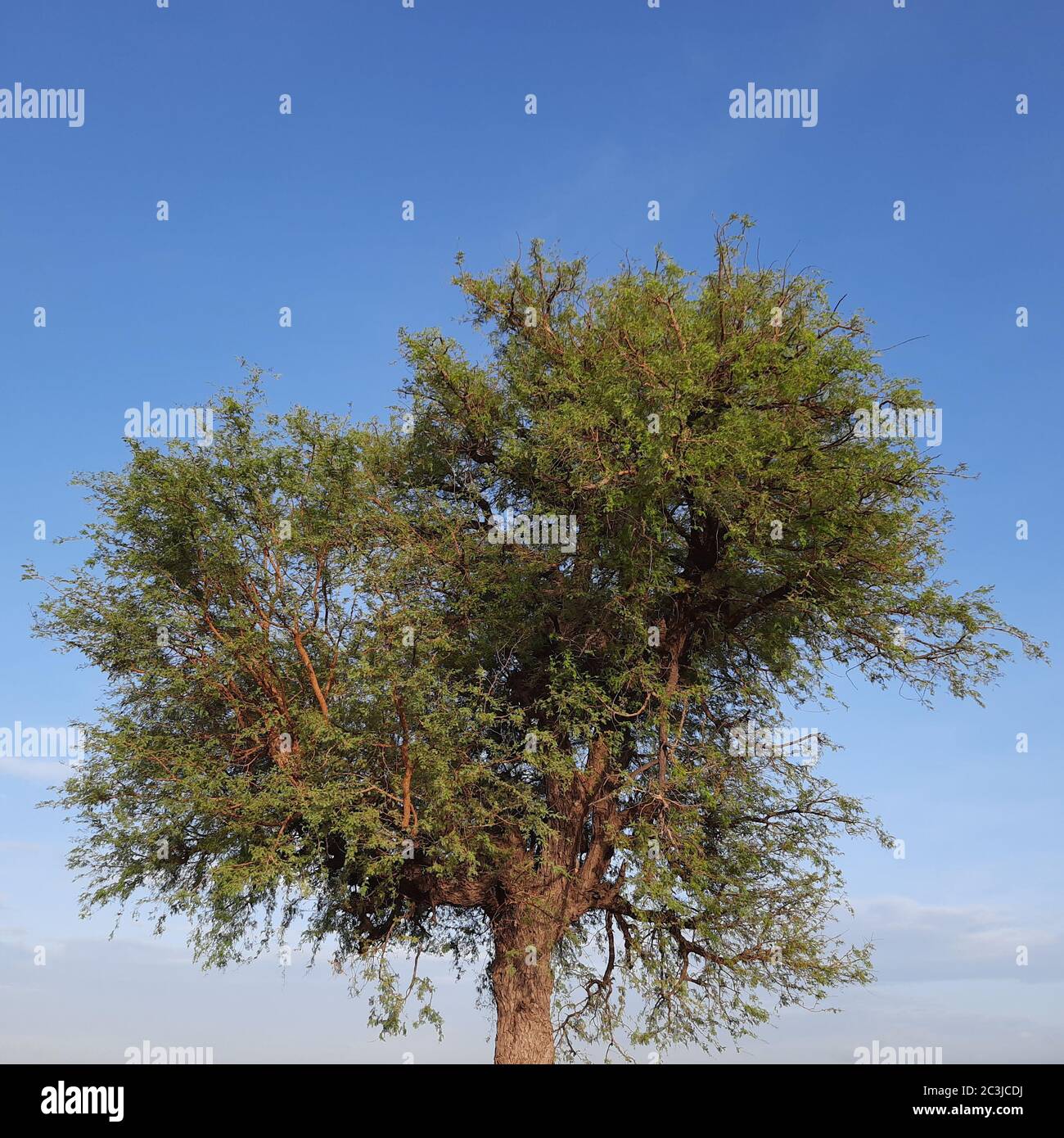 Sunrise sky nature tree hi-res stock photography and images - Alamy