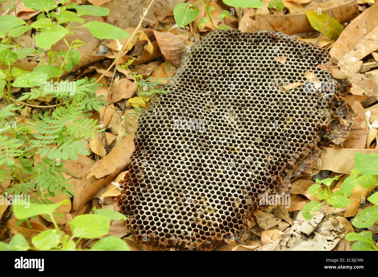 dead bee nest falling on ground in forest Stock Photo - Alamy