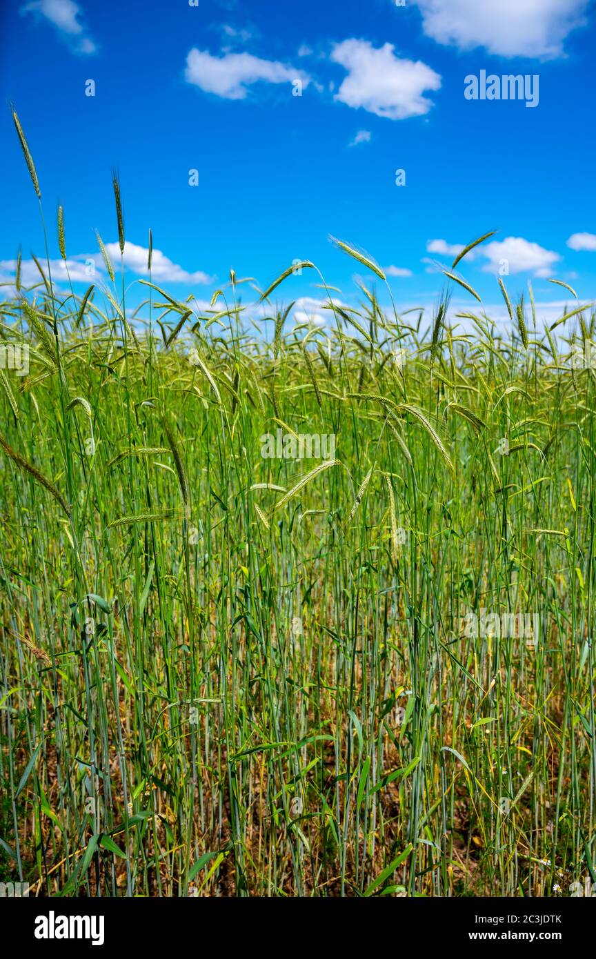 Green fields of ripening rye grain plants in sunny day, nature ...