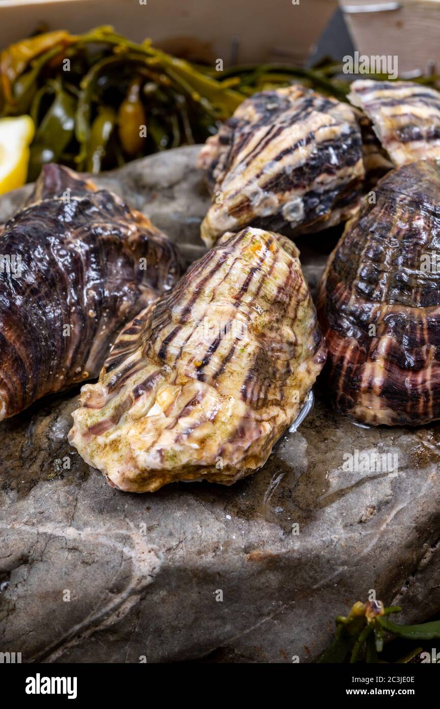Japanese scallop breeding hi-res stock photography and images - Alamy