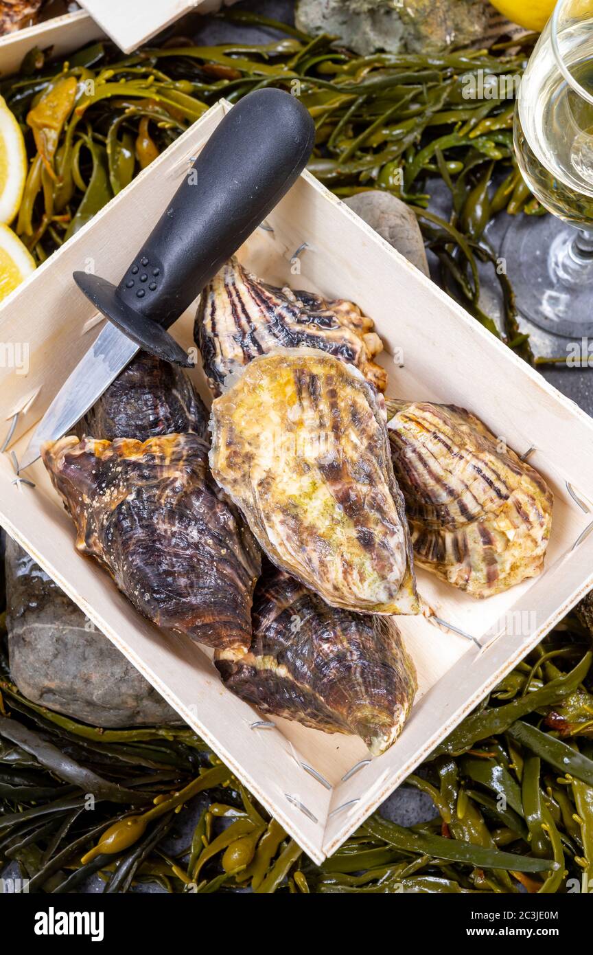 Fresh pacific or japanese oysters molluscs on stone with kelp seaweed ...