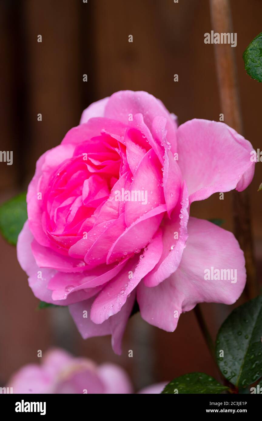 Blossom of hybrid pink rose in garden after rain close up Stock Photo ...