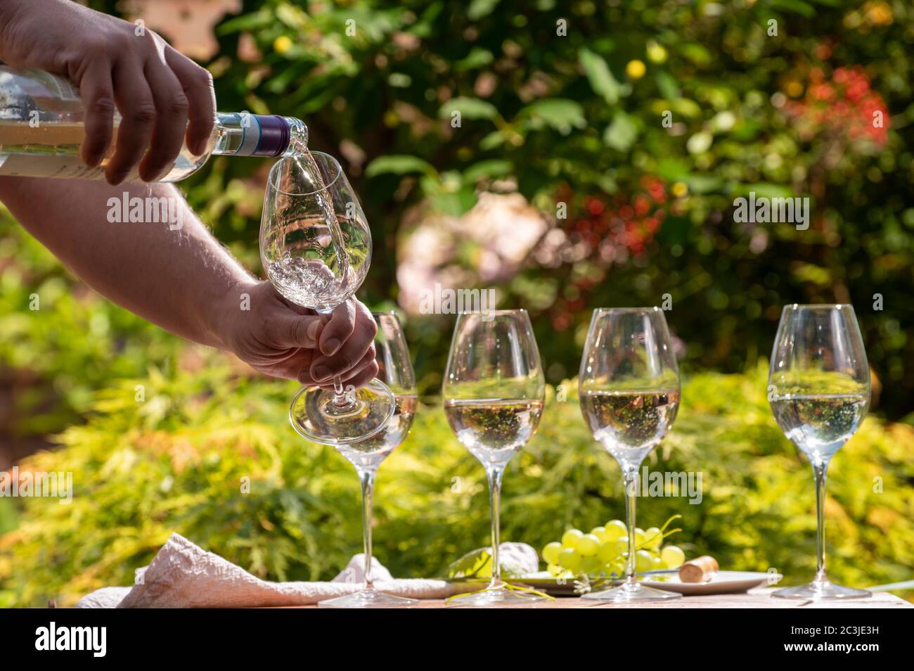 Pouring of Pinot gridgio rose wine for tasting in winery garden in ...