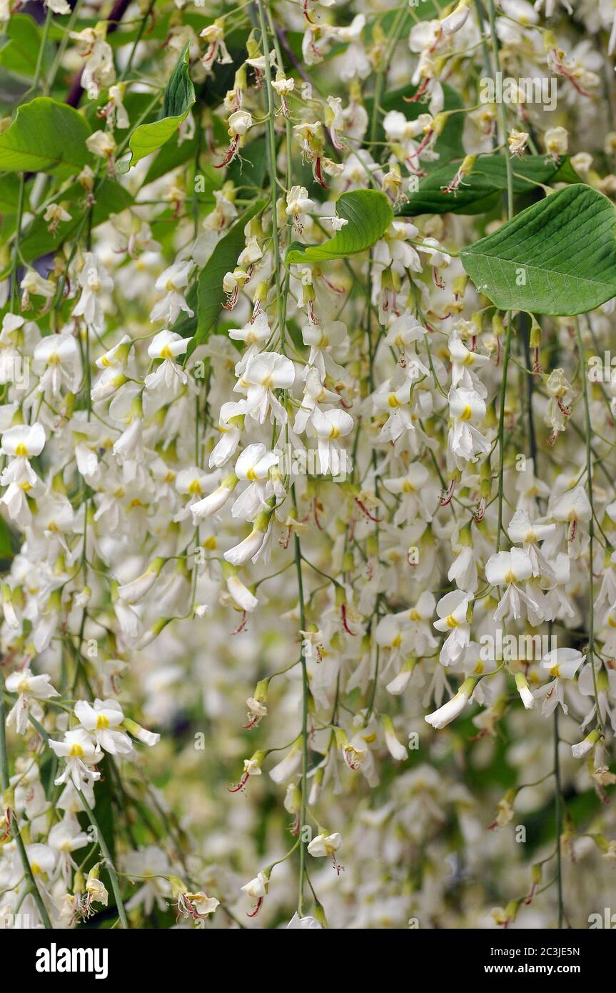 Kentucky yellowwood or American yellowwood, Amerikanisches Gelbholz ...