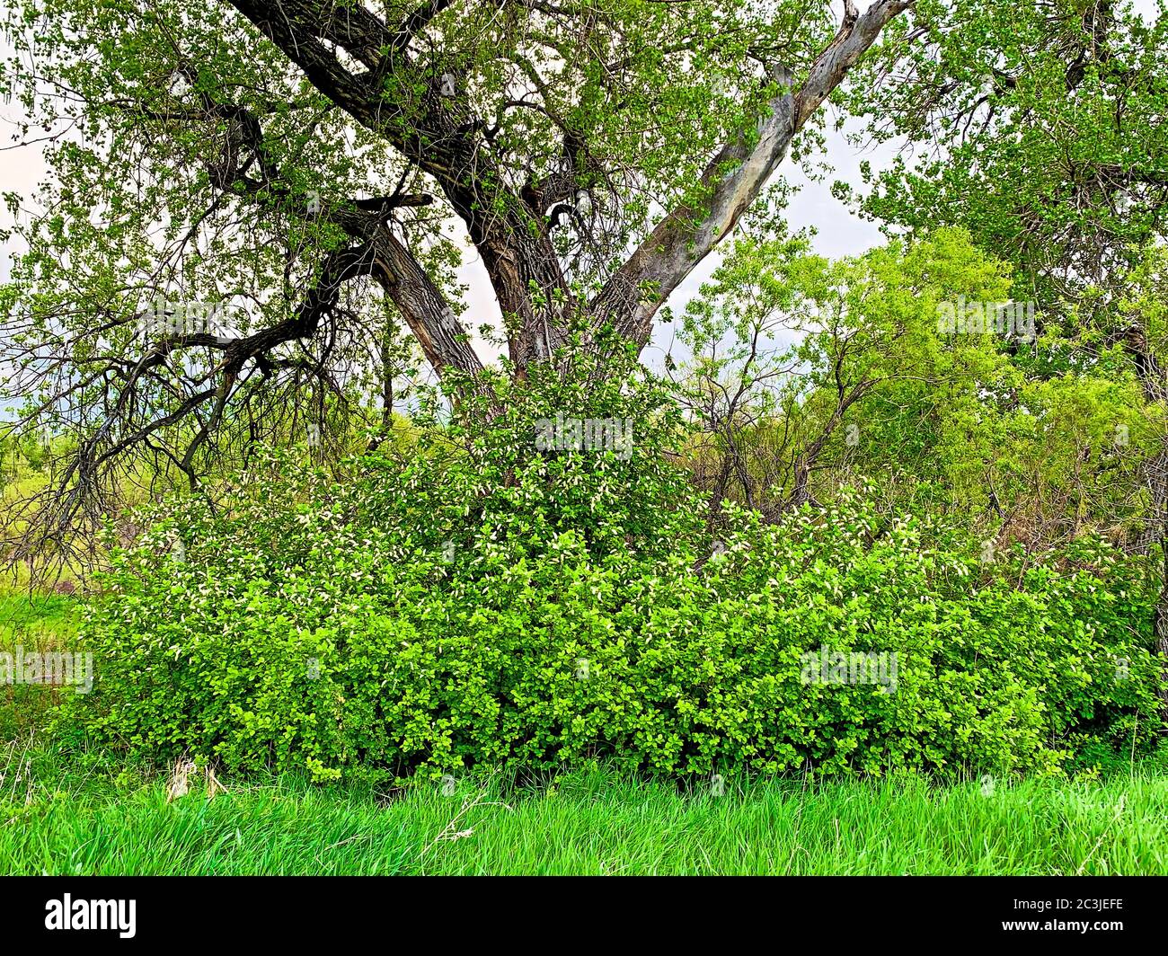 Breathtaking scenery of a tall thick tree in a forest surrounded by ...