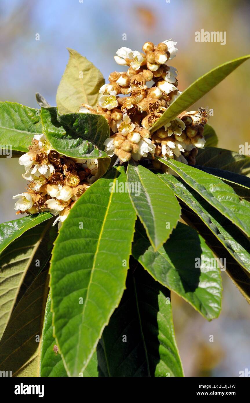 Japanische Wollmispel High Resolution Stock Photography and Images - Alamy