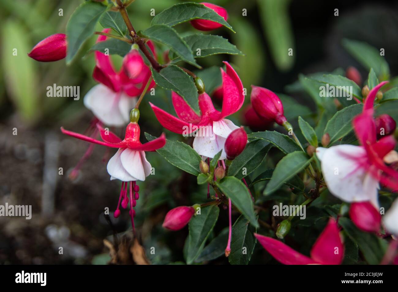 Fuchsia bed hi-res stock photography and images - Alamy