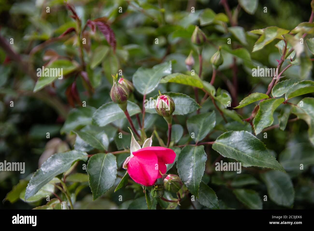 young red rose petals with buds Stock Photo - Alamy