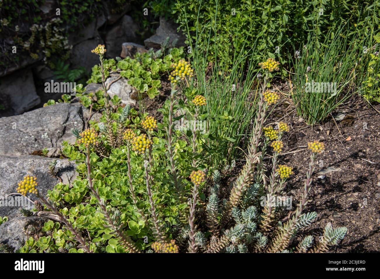 Flowering houseleek in the winter garden Stock Photo - Alamy