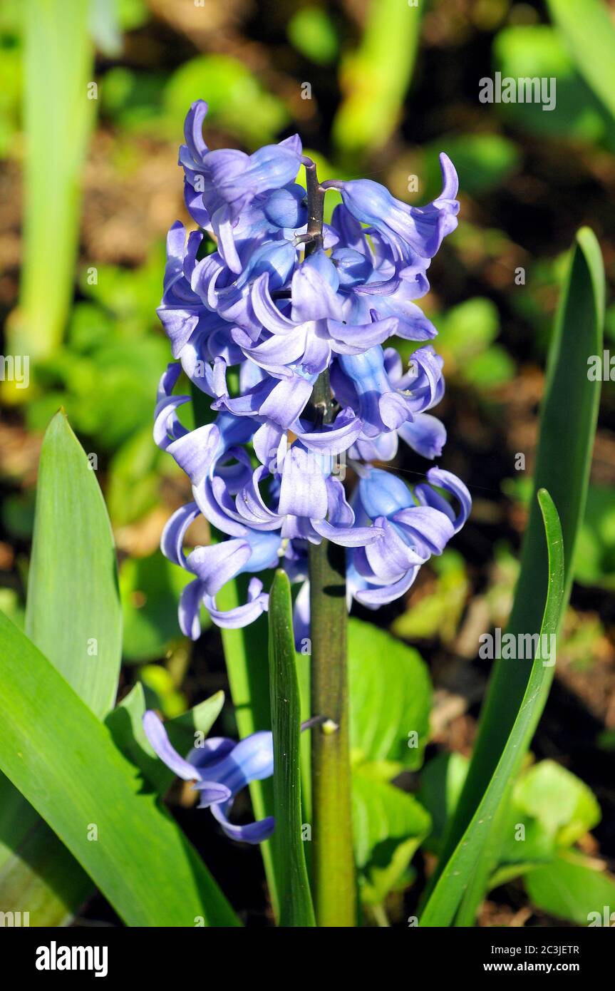 common hyacinth, garden hyacinth or Dutch hyacinth, Gartenhyazinthe ...