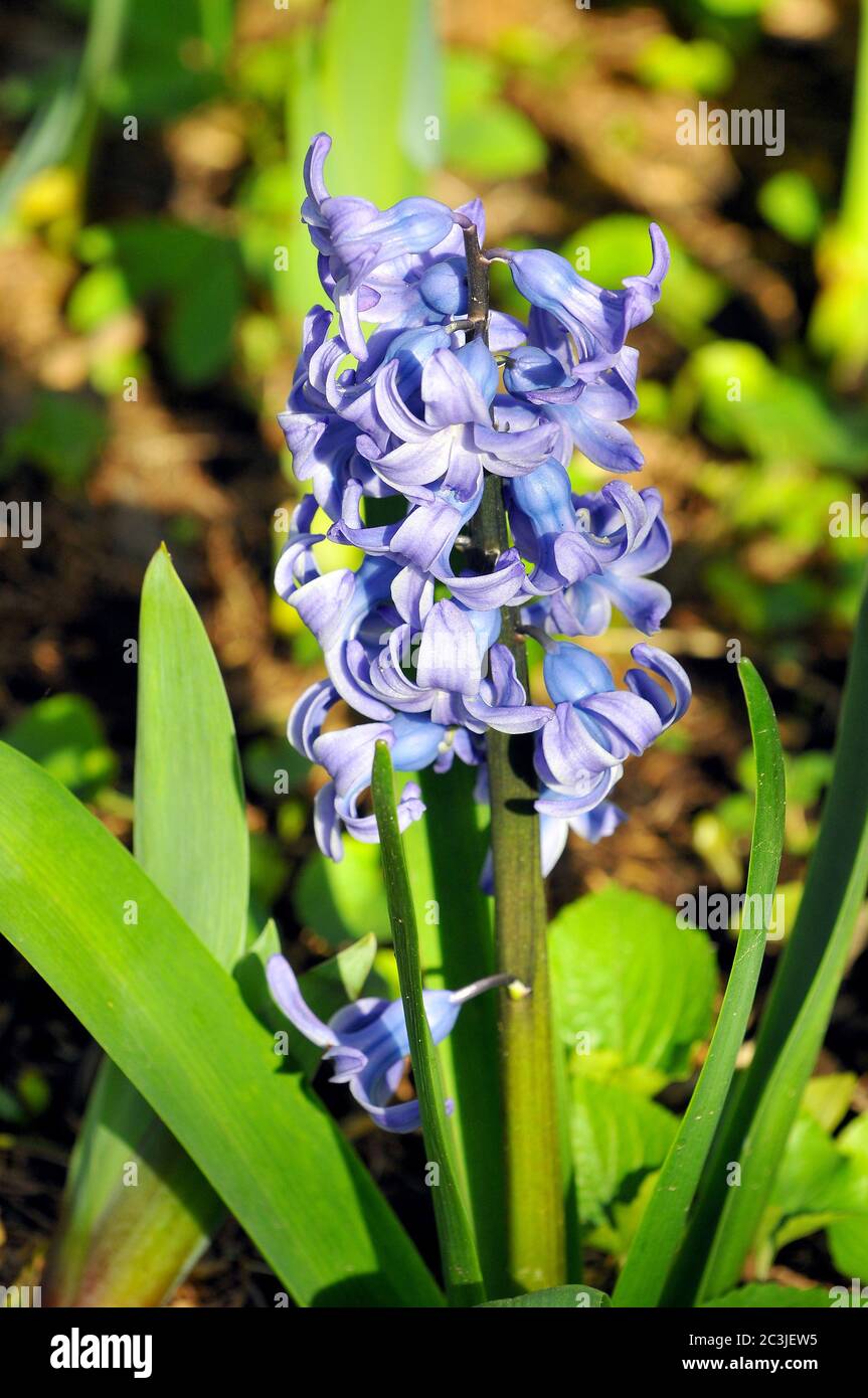common hyacinth, garden hyacinth or Dutch hyacinth, Gartenhyazinthe ...