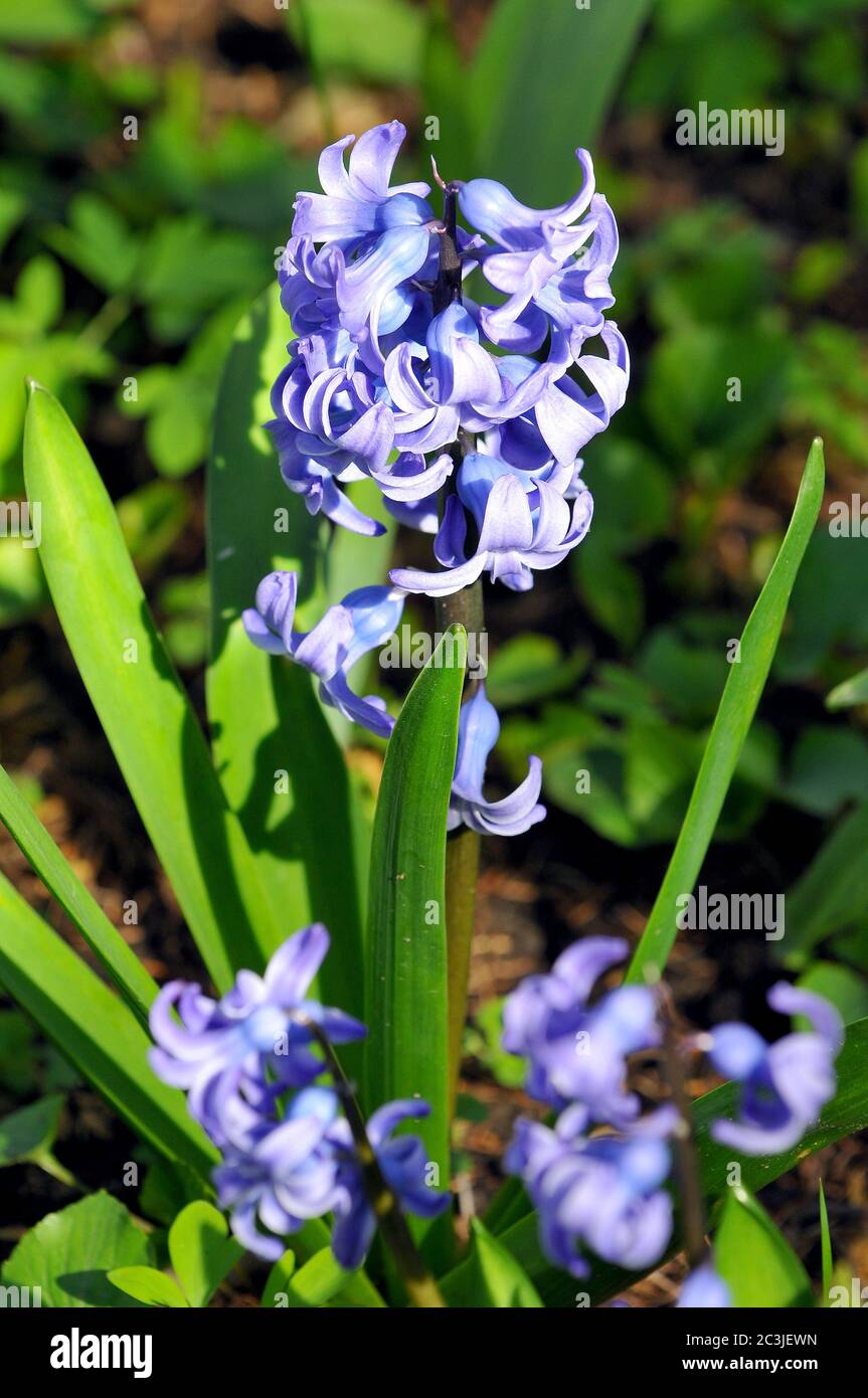 common hyacinth, garden hyacinth or Dutch hyacinth, Gartenhyazinthe, Jacinthe d'Orient ...