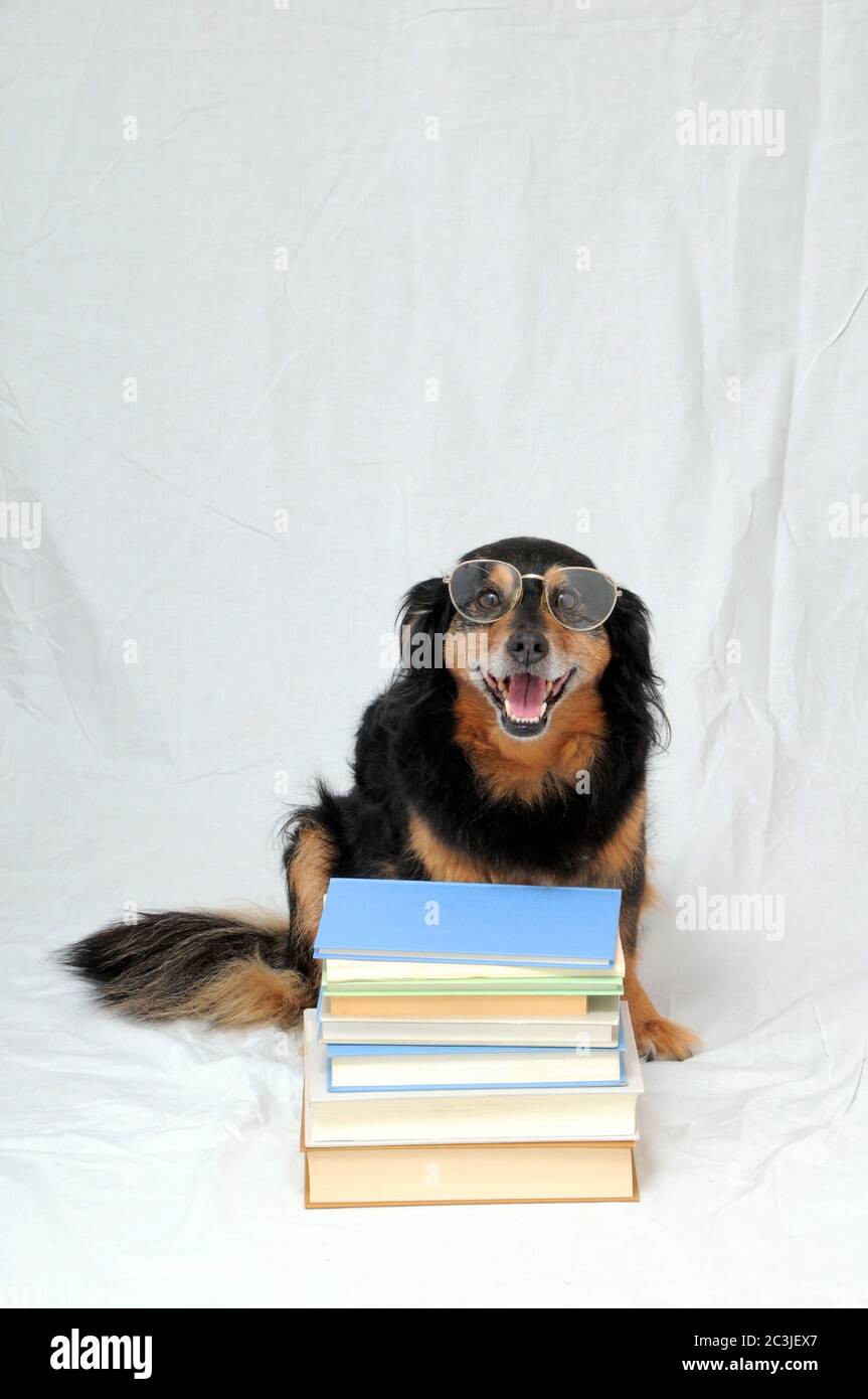 One intelligent Black Dog Reading a Book on a White Background Stock ...