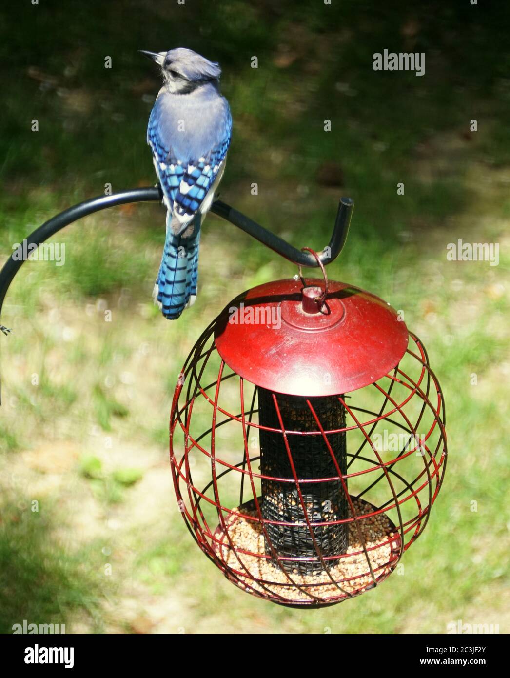 Green jay bird feeder hi-res stock photography and images - Alamy