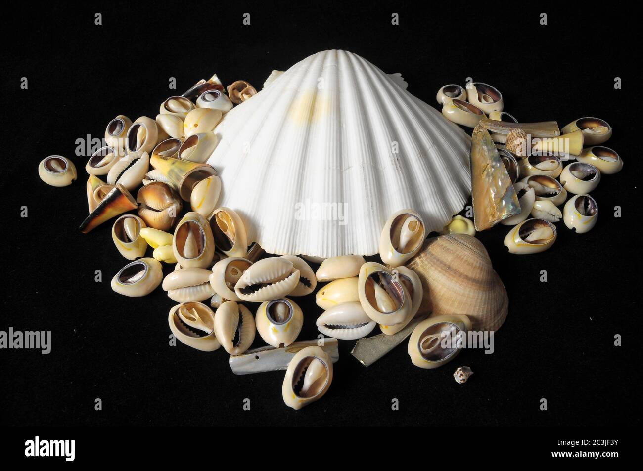 Textured Limestone Sea Shells on a Black Background Stock Photo - Alamy