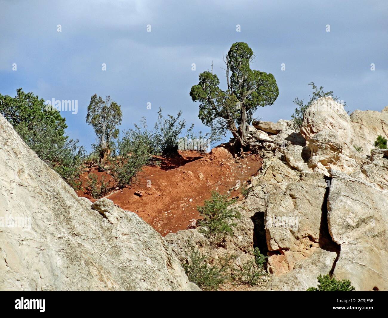 Lot of Mexican pinyons growing through rock formations Stock Photo - Alamy