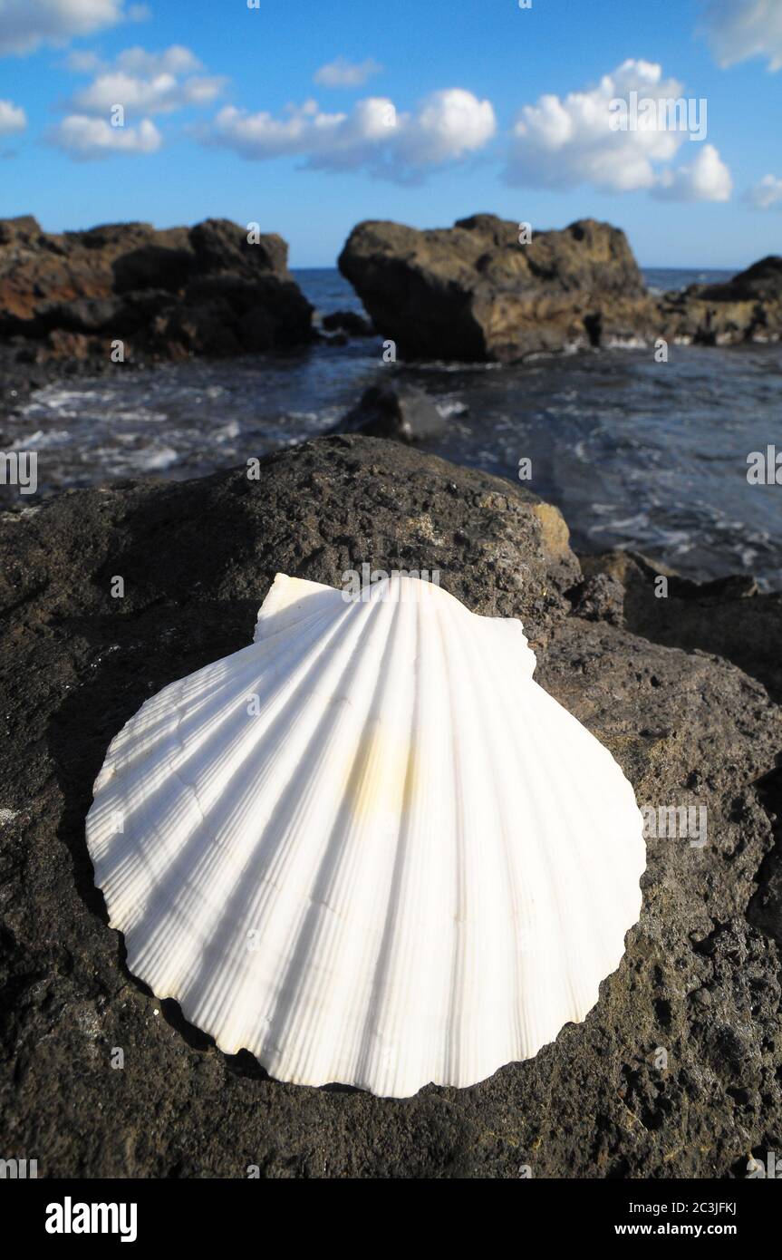 One Limestone Sea Shell Near the Atlantic Ocean Stock Photo - Alamy